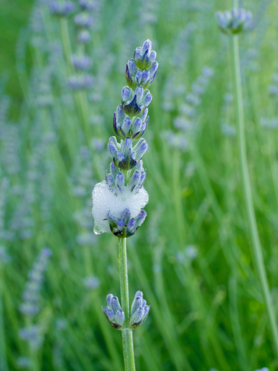 EuroXanth 4th annual conference on Xanthomonas and Xylella plant ...