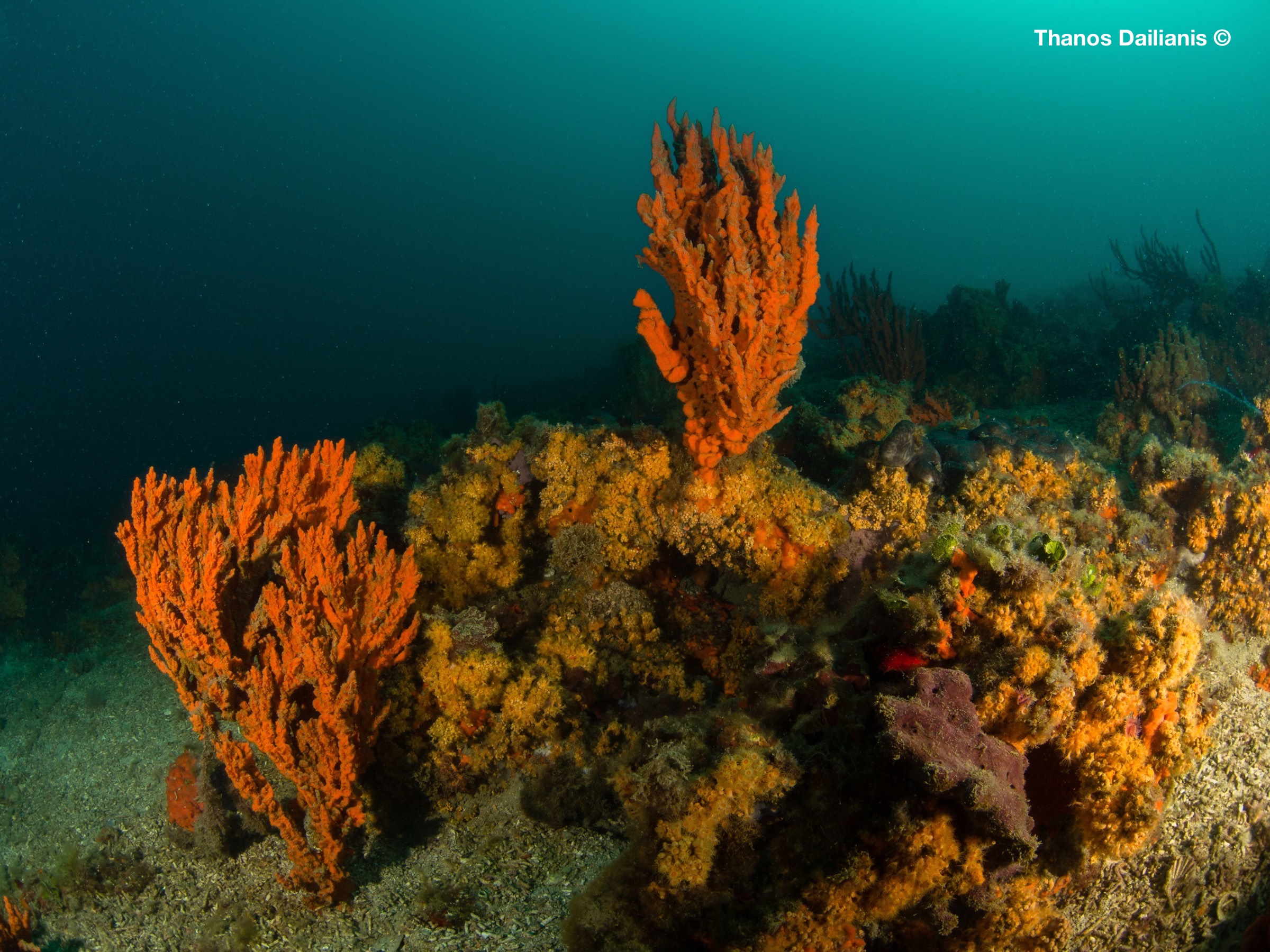 Gone before known? Introducing Marine Animal Forest COST Action - COST