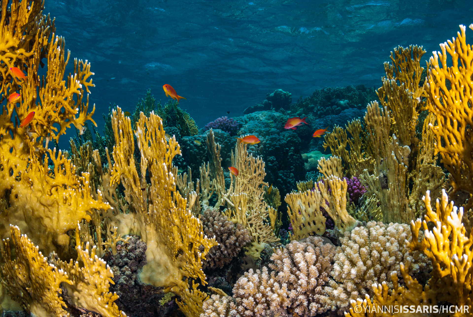 Gone before known? Introducing Marine Animal Forest COST Action - COST