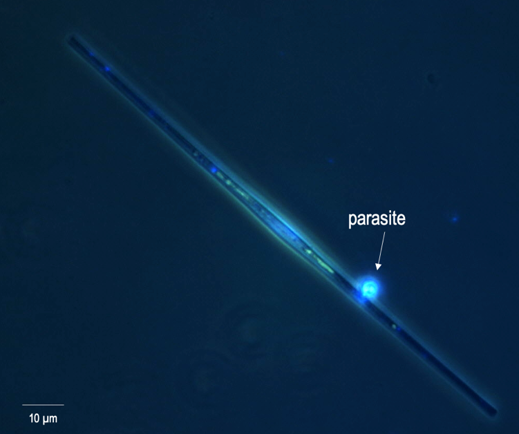 ParAqua launches a new interactive database on zoosporic parasites to ...