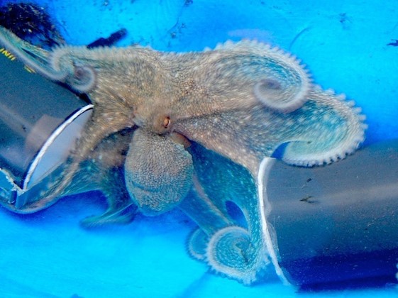 COST CephsInAction’s Octopus Teacher