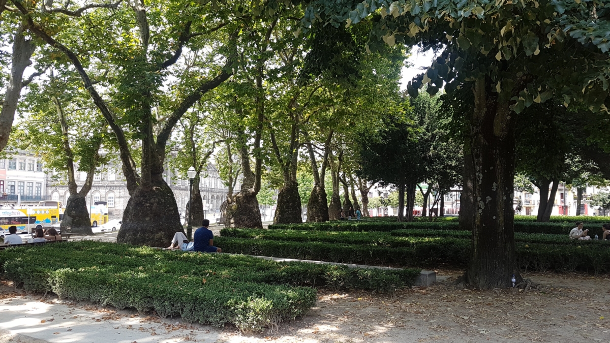 Urban forests: good for the planet, good for your health!