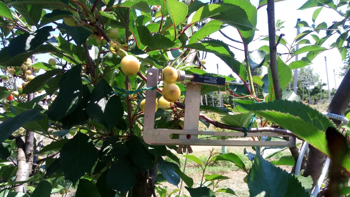 Solutions to ensure the resilience of fruit trees with FruitCREWS